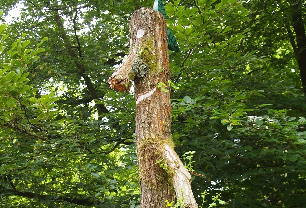 Defra digital, data and technology