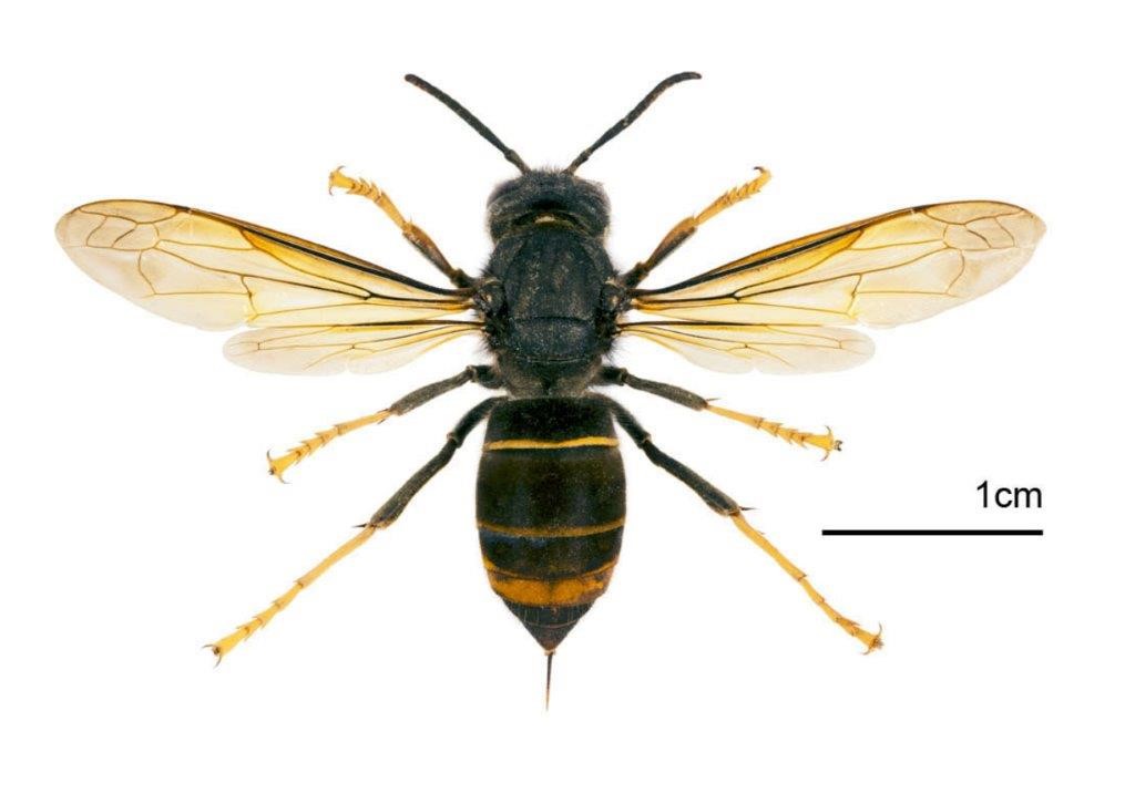 Watch out: Asian hornets app – Defra digital, data, technology and security