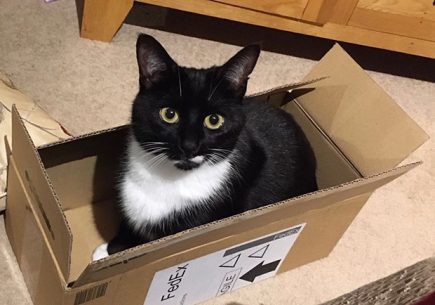 Coronavirus: living alone and working from home in lockdown – Defra ...